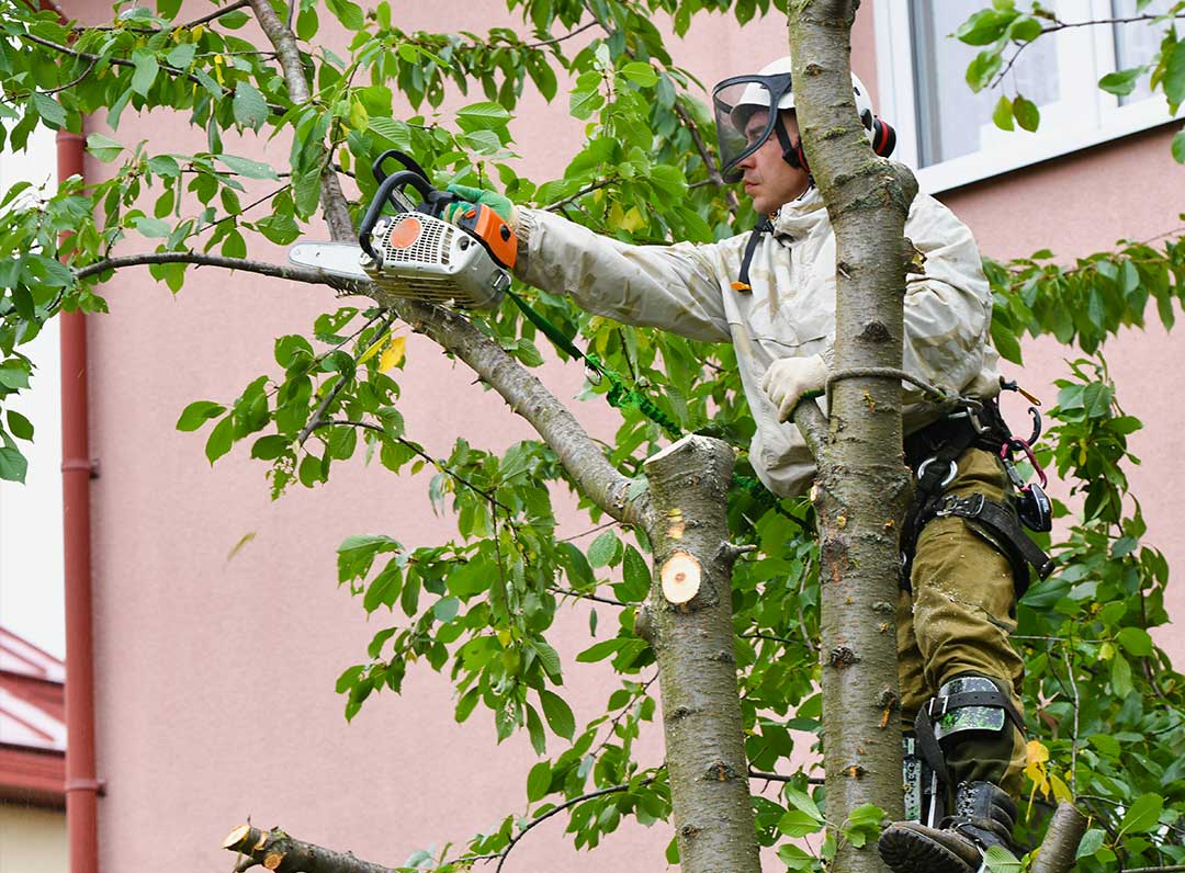 Tree Maintenance Services - Seattle, Bellevue & Everett